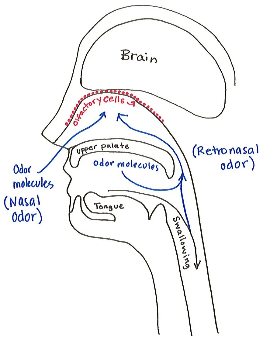 My Guide to Understanding the Anatomy of Taste