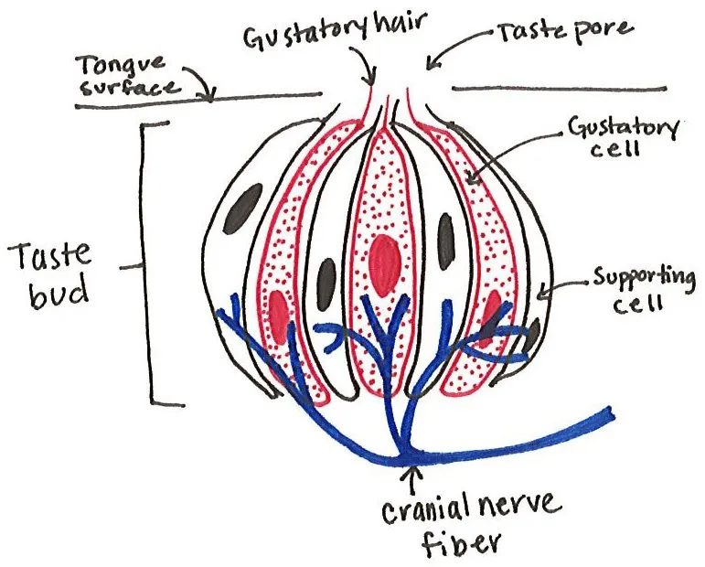 My Guide to Understanding the Anatomy of Taste