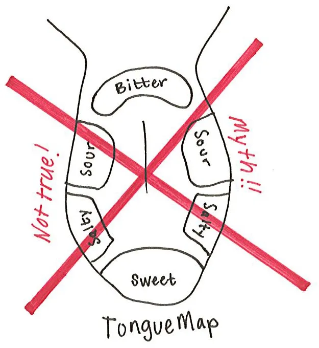My Guide to Understanding the Anatomy of Taste